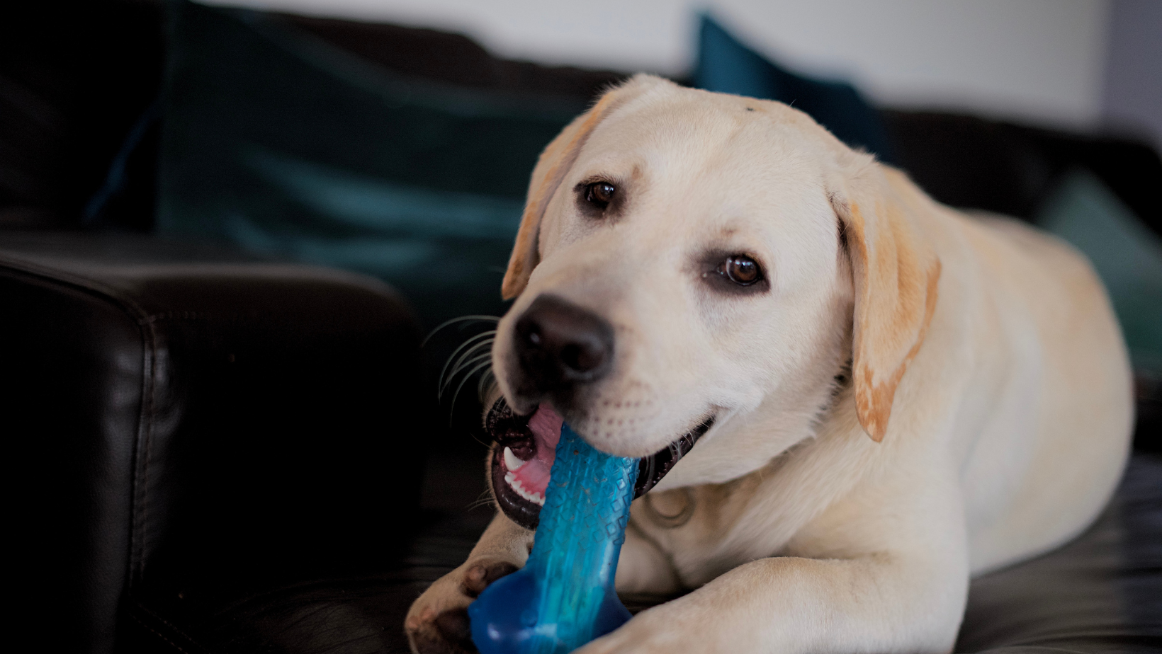 Puppy Chewing: Here's the Main Reason They do it. | Social Pet Society