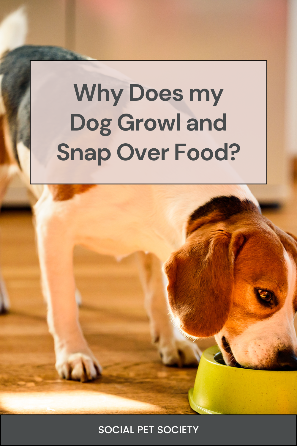 Is Your Dog Guarding Their Food Like a Pro? Discover Why.
