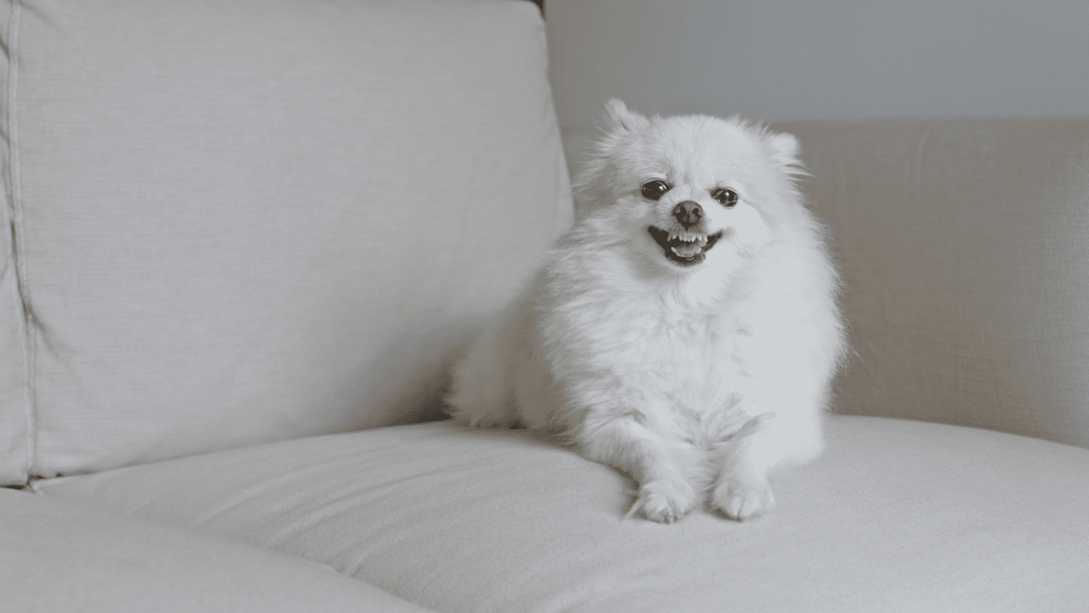 Why Is My Dog Showing Their Teeth? Understanding the Meaning