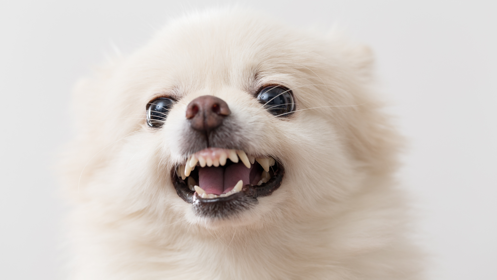 Why Is My Dog Showing Their Teeth? Understanding the Meaning
