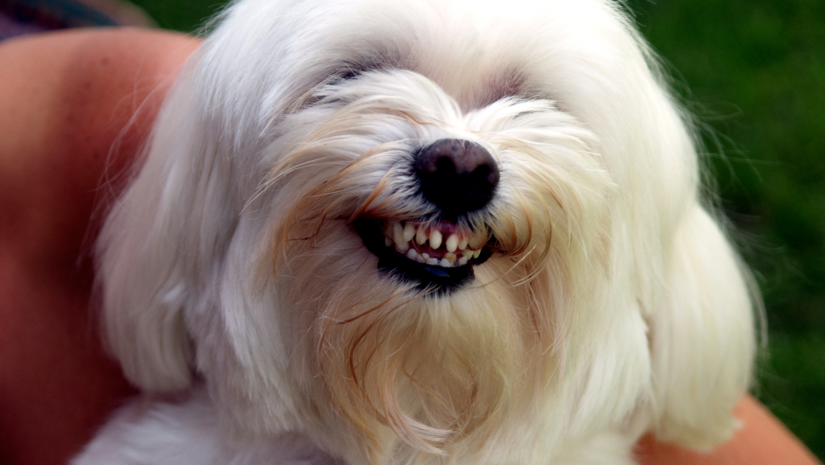 Why Is My Dog Showing Their Teeth? Understanding the Meaning