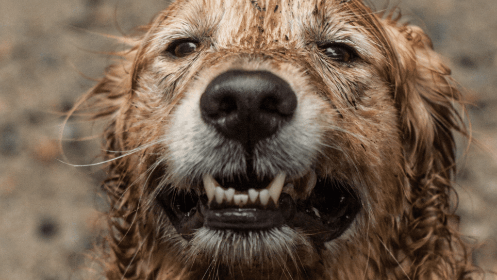 Why Is My Dog Showing Their Teeth? Understanding the Meaning