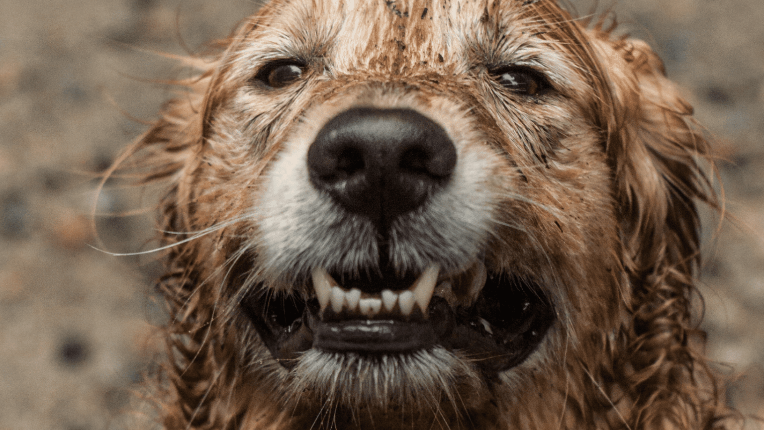 Why Is My Dog Showing Their Teeth? Understanding the Meaning
