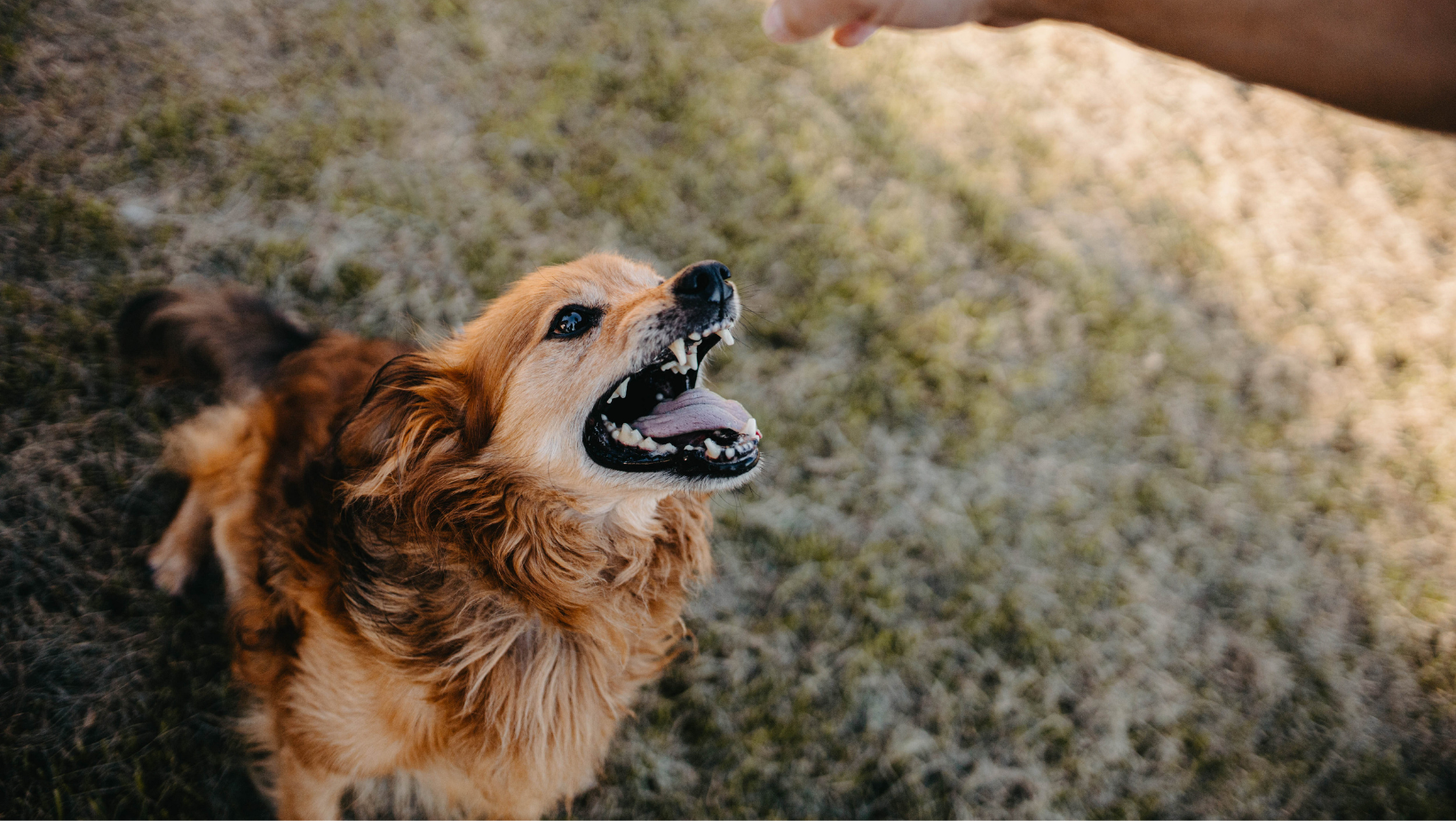 Why Is My Dog Showing Their Teeth? Understanding the Meaning