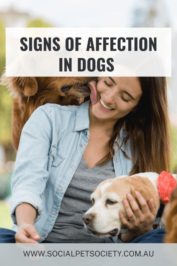 Understanding Dog Body Language | Social Pet Society