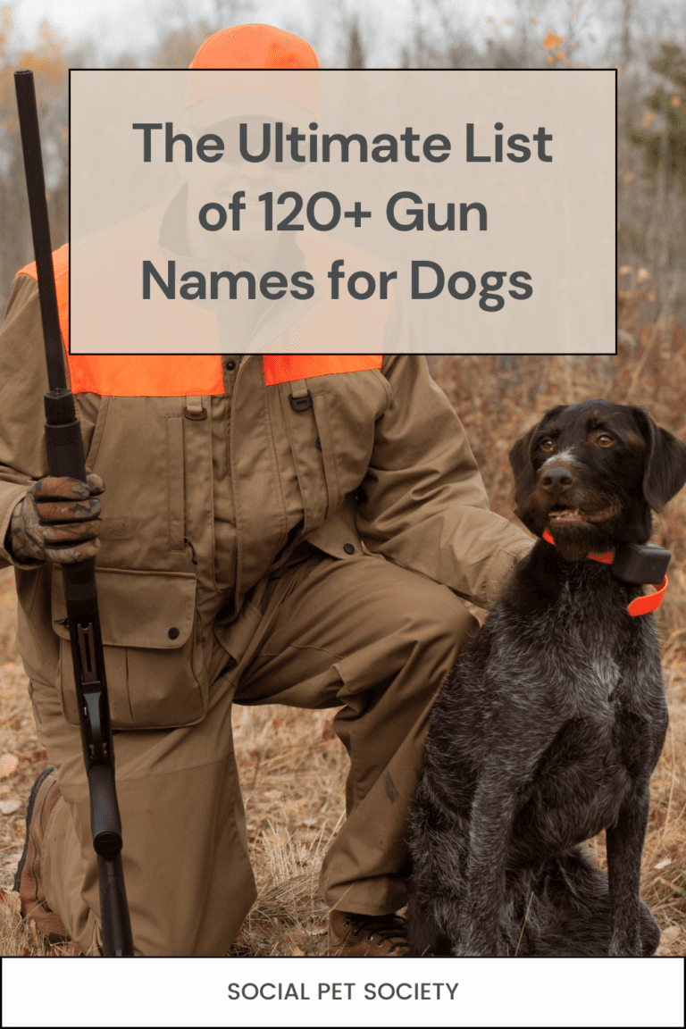 120+ Gun-Inspired Dog Names for Bold, Fearless Pups