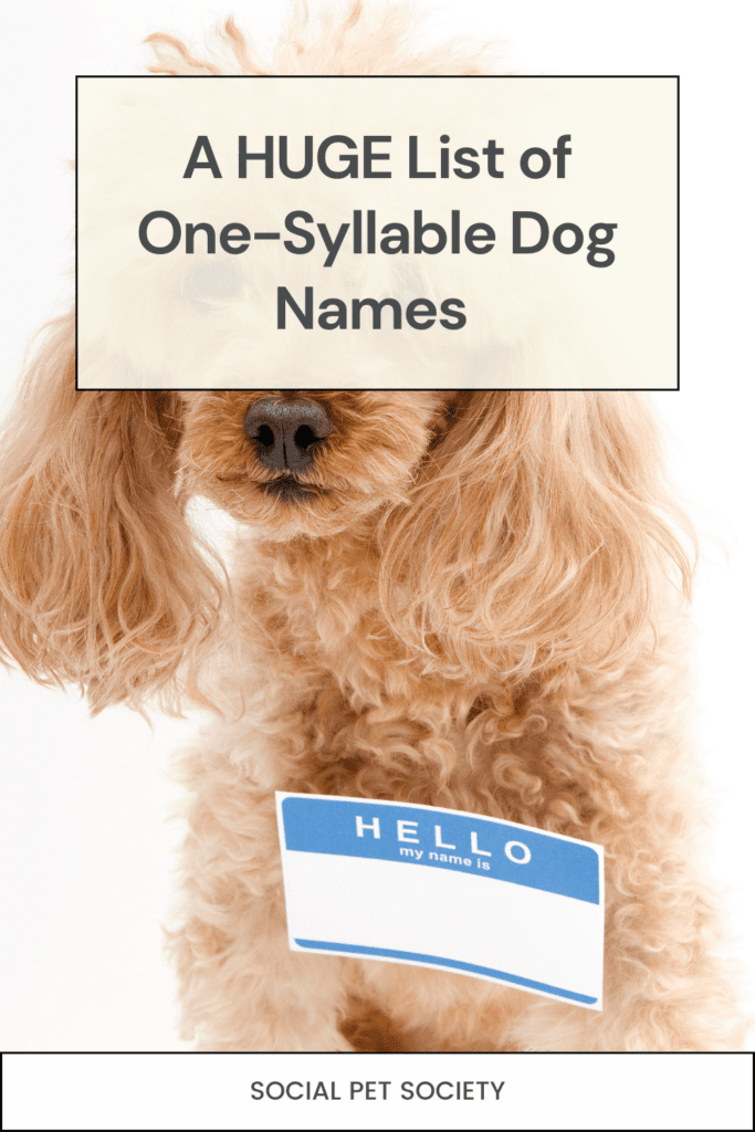 The Biggest List of One Syllable Dog Names That Are Easy to Shout