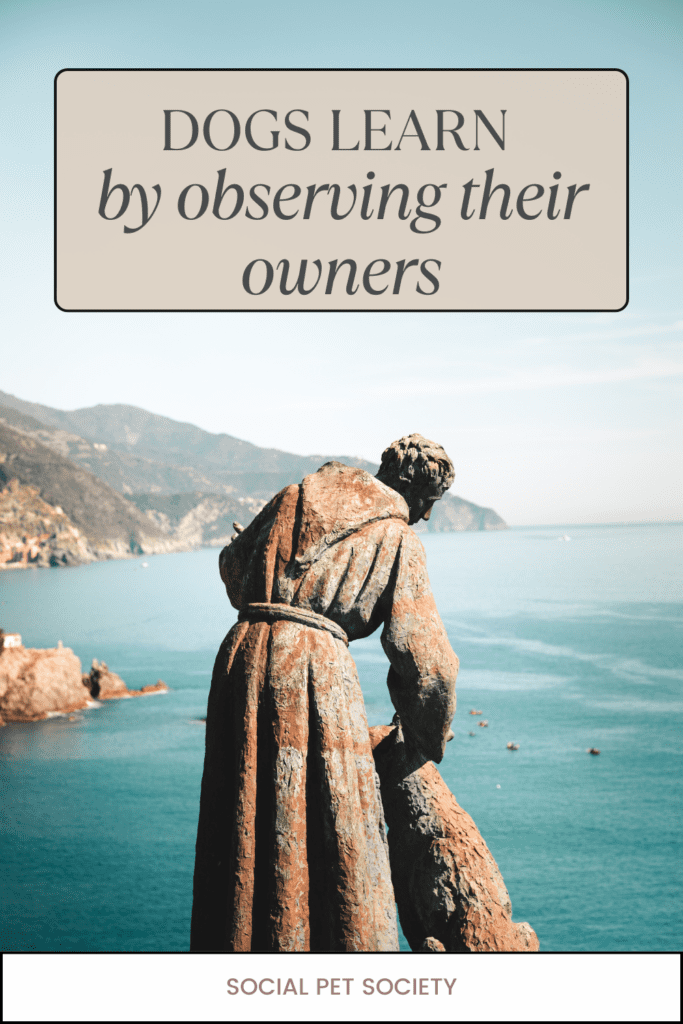 Dogs learn through observation of their owners | Social Pet Society