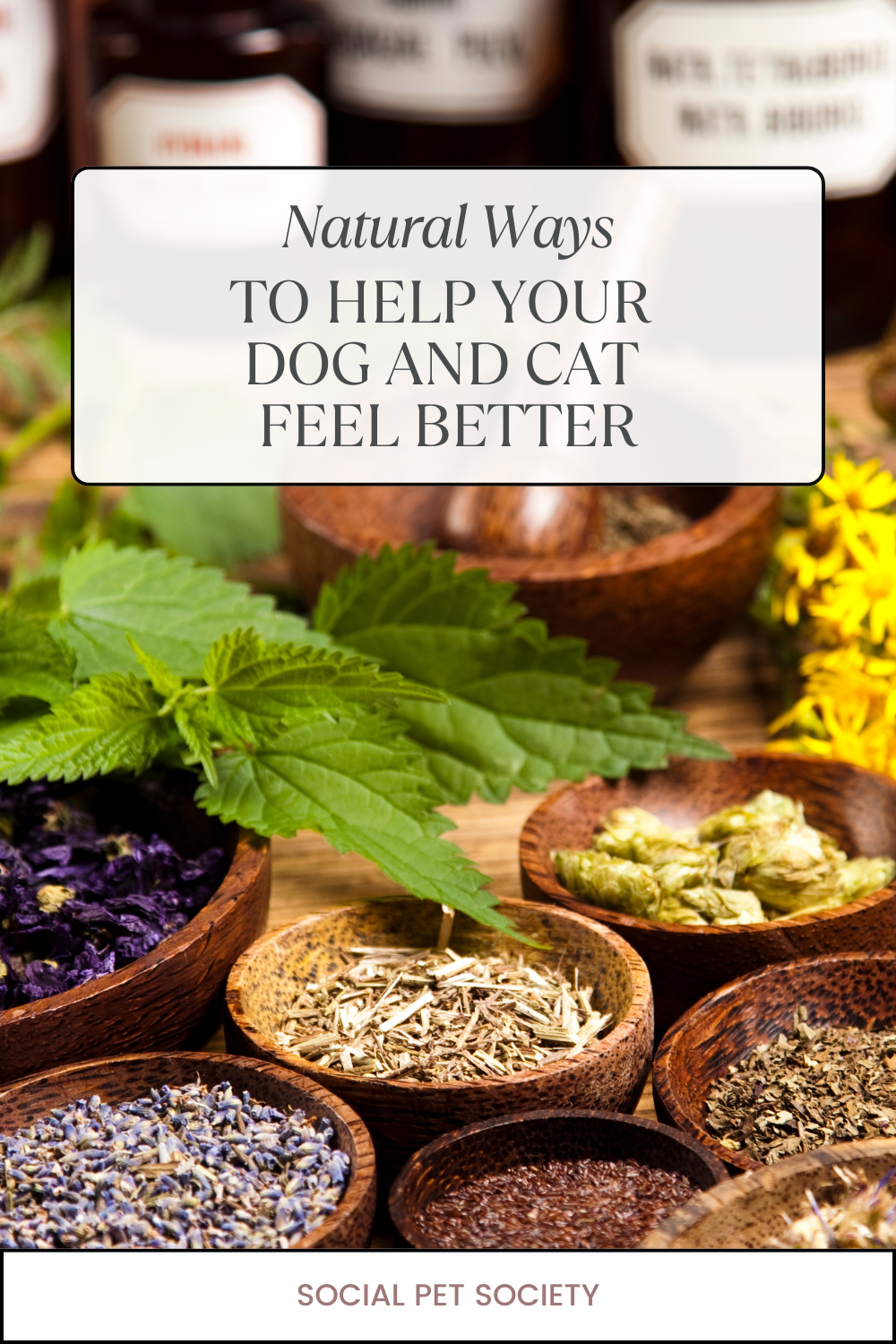Natural Ways to Help Your Dog and Cat Feel Better: 6 Easy Solutions ...