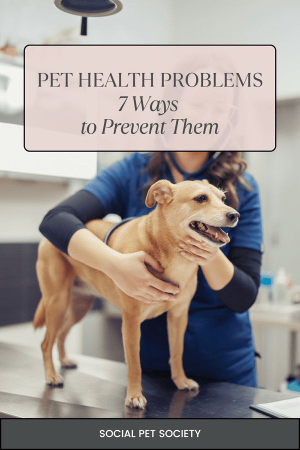 Understanding Common Pet Health Problems: 7 Ways to Prevent Them ...