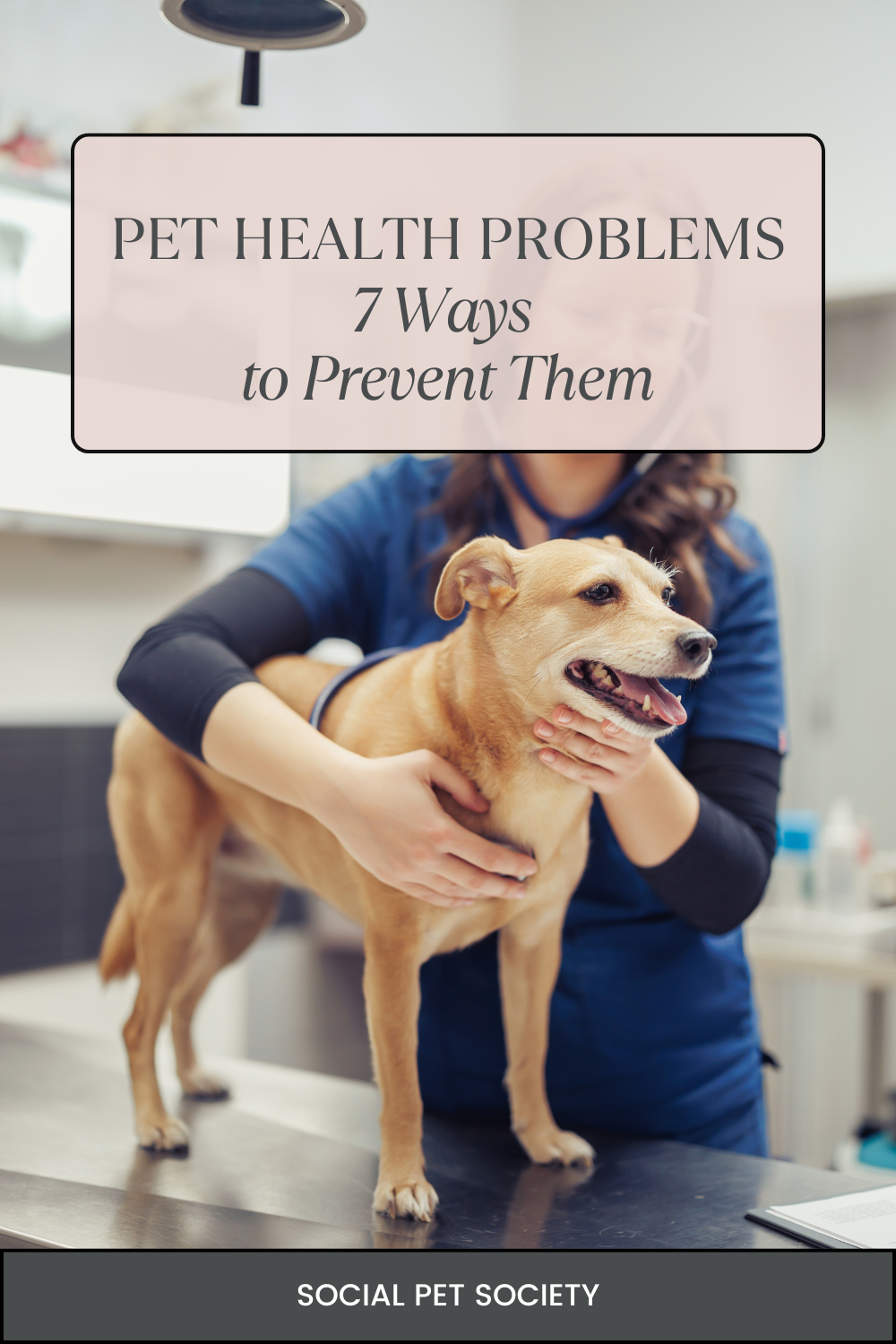 Understanding Common Pet Health Problems: 7 Ways to Prevent Them ...