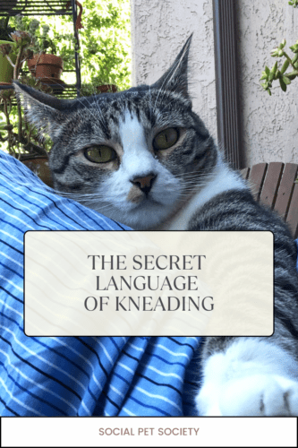 Why Cats Knead with Their Paws: Comfort & Affection Explained